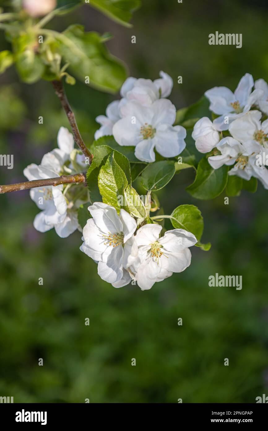 Apple trees blooming white hi-res stock photography and images - Alamy
