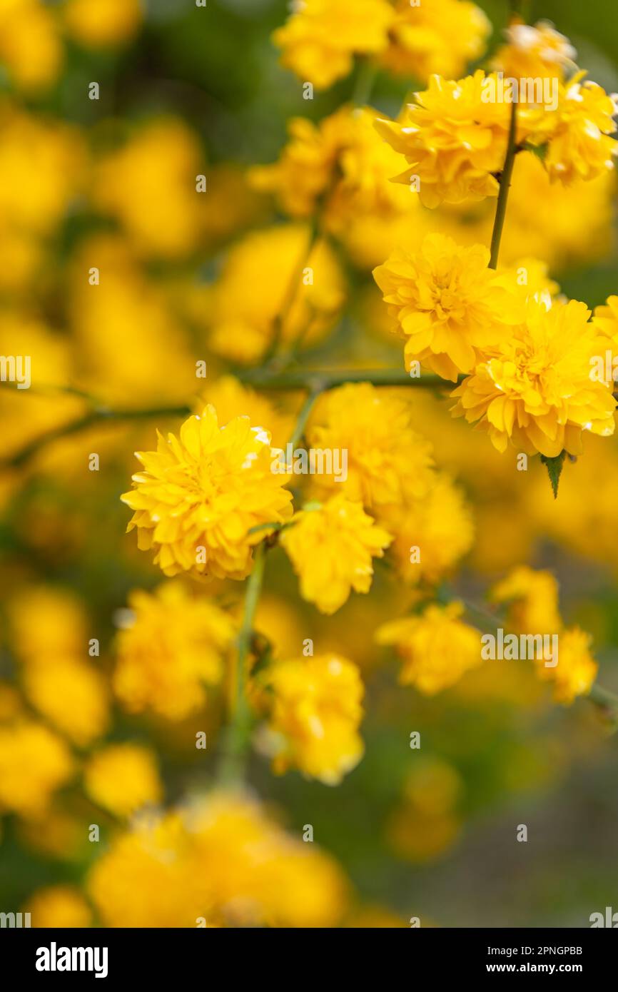 Yellow flowers on a flower bush. Japanese ranunculus in the sunshine ...