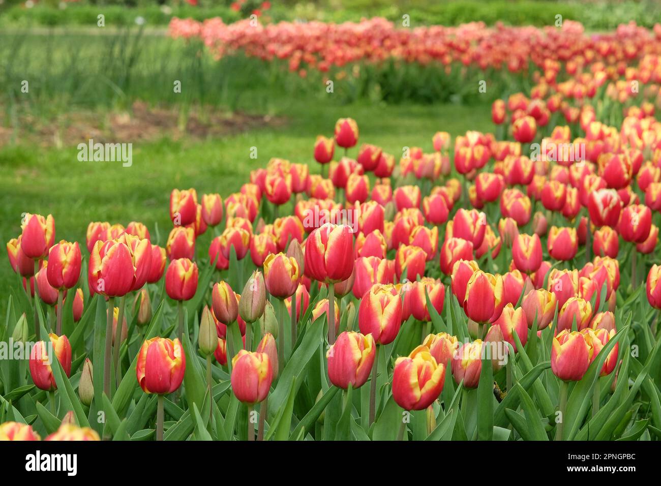 Leen flower hi-res stock photography and images - Alamy