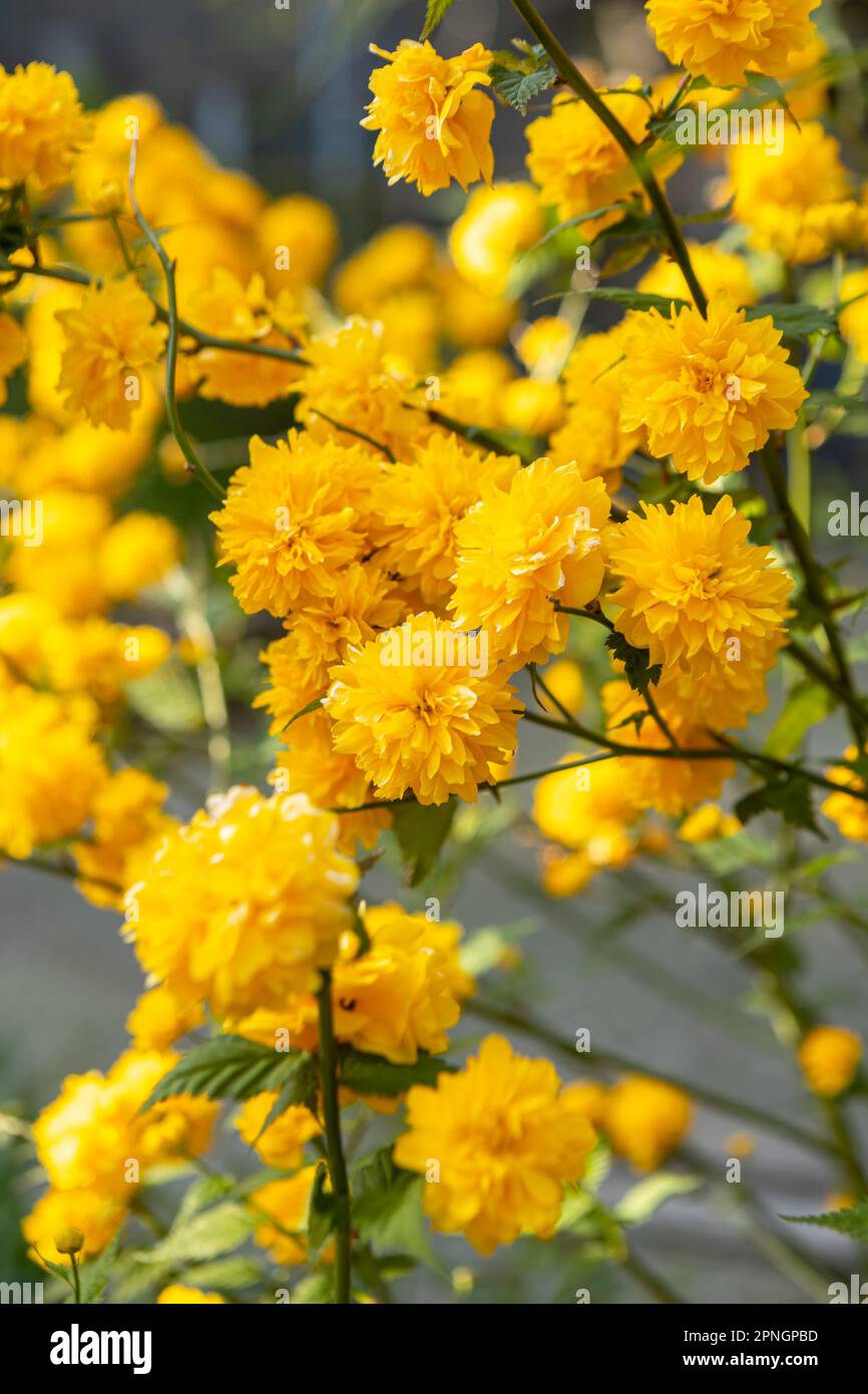 Yellow flowers on a flower bush. Japanese ranunculus in the sunshine ...