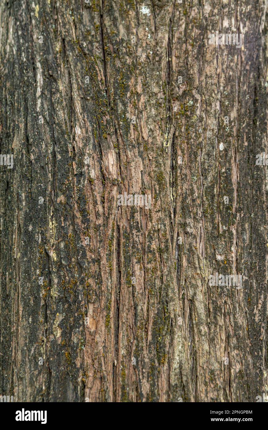 old wood tree bark texture with green moss Stock Photo - Alamy