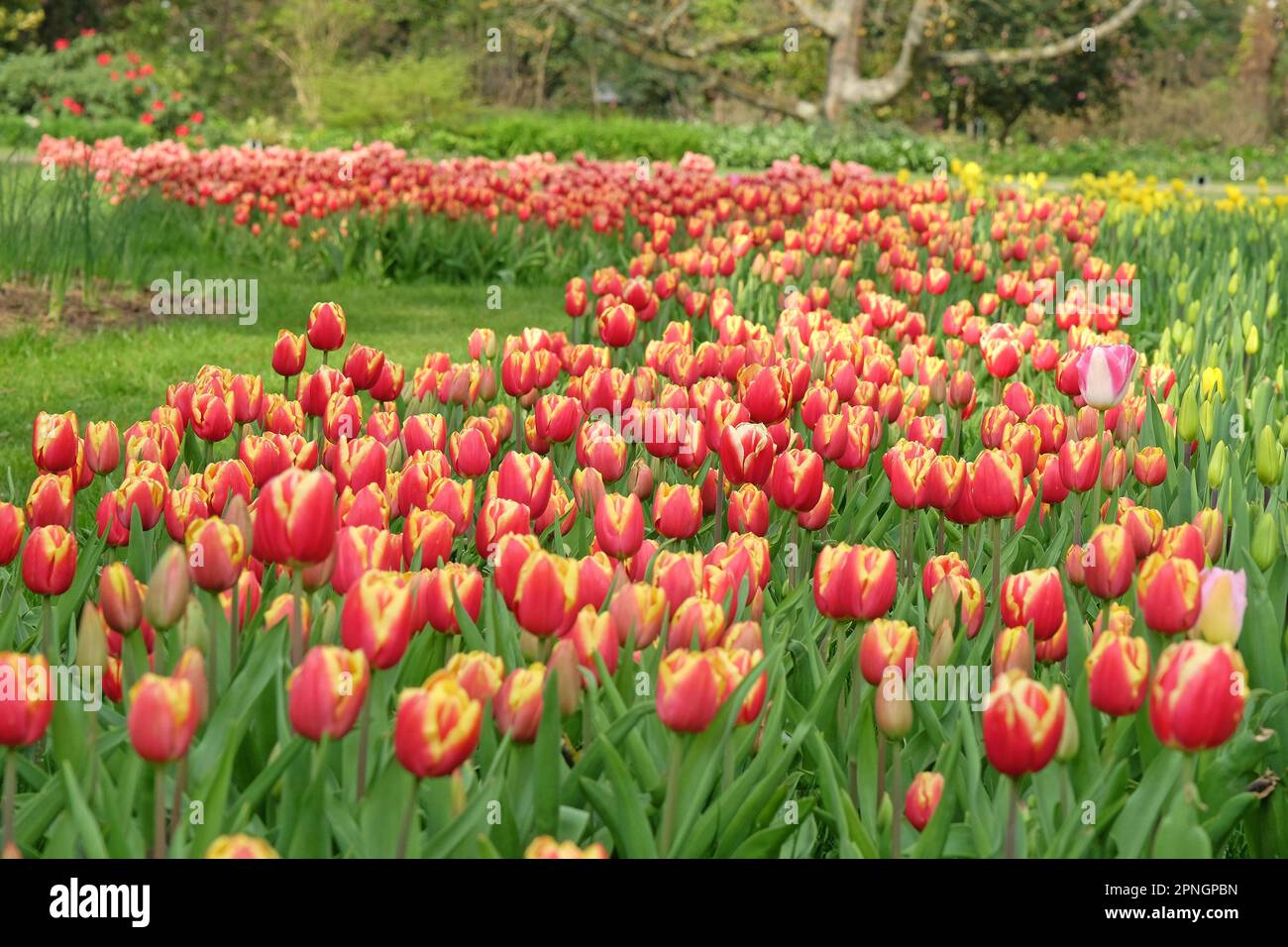 Triumph Tulip 'Leen Van Der Mark' in flower Stock Photo - Alamy