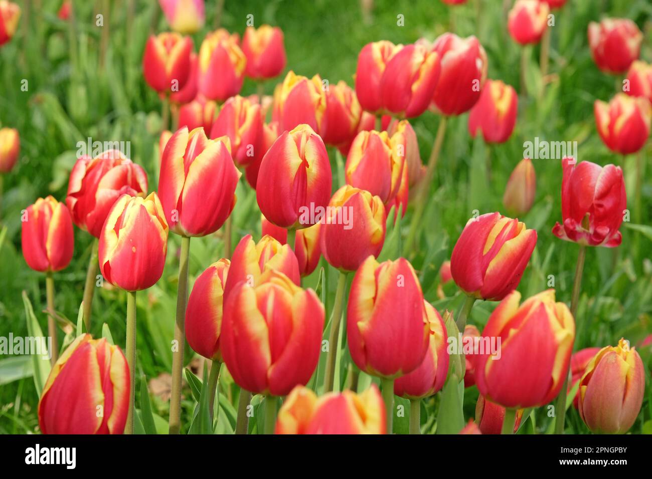Triumph Tulip 'Leen Van Der Mark' in flower Stock Photo - Alamy