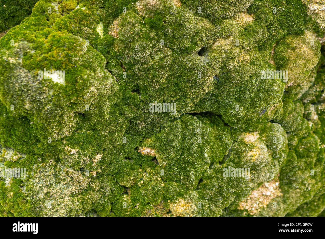 green moss background texture beautiful in nature Stock Photo - Alamy