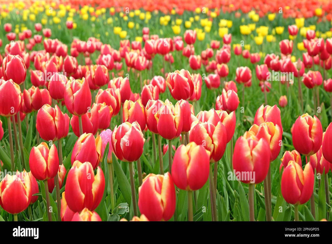 Leen hi-res stock photography and images - Alamy