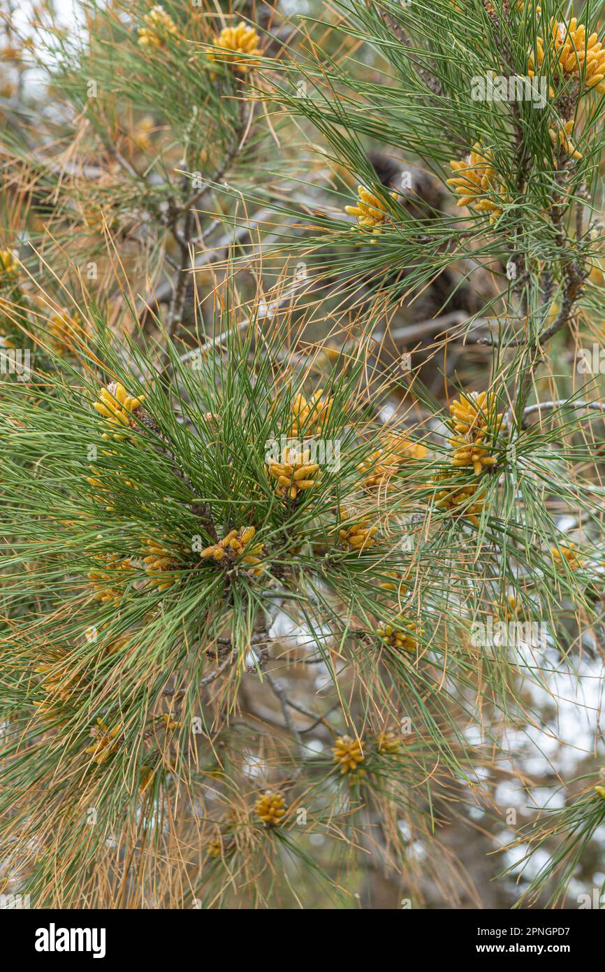 Yellow pollen cones pine tree hi-res stock photography and images - Alamy