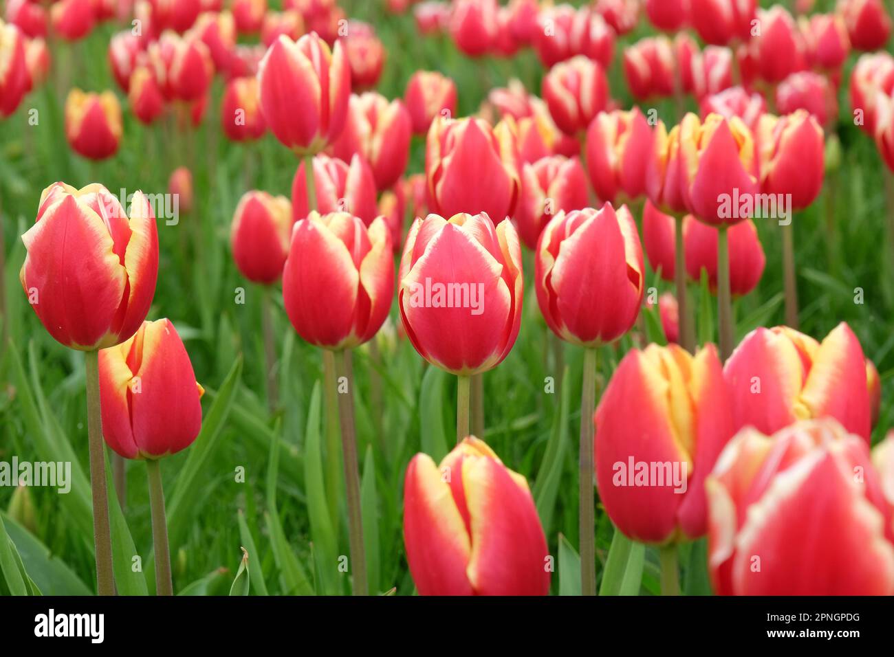 Triumph Tulip 'Leen Van Der Mark' in flower Stock Photo - Alamy