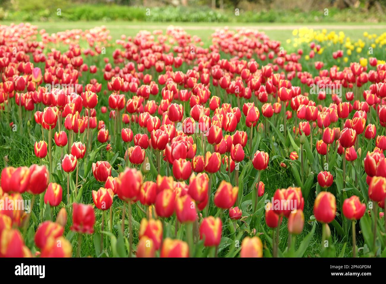 Leen flower hi-res stock photography and images - Alamy