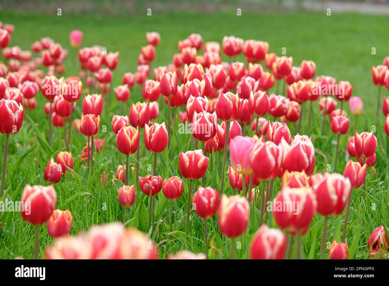 Triumph Tulip 'Leen Van Der Mark' in flower Stock Photo - Alamy