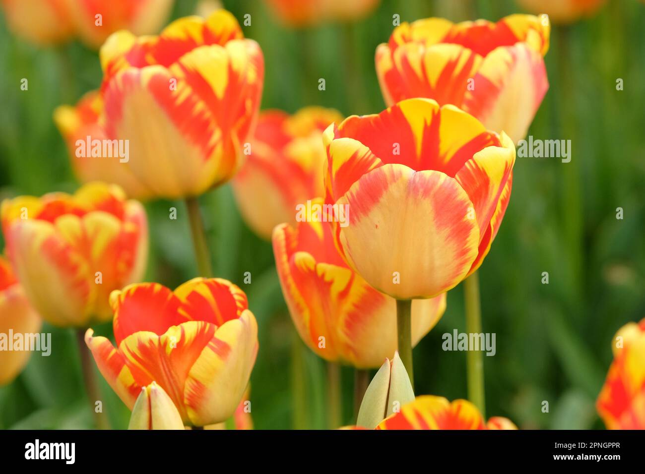 Darwin hybrid Tulip 'Banja Luka' in flower Stock Photo - Alamy