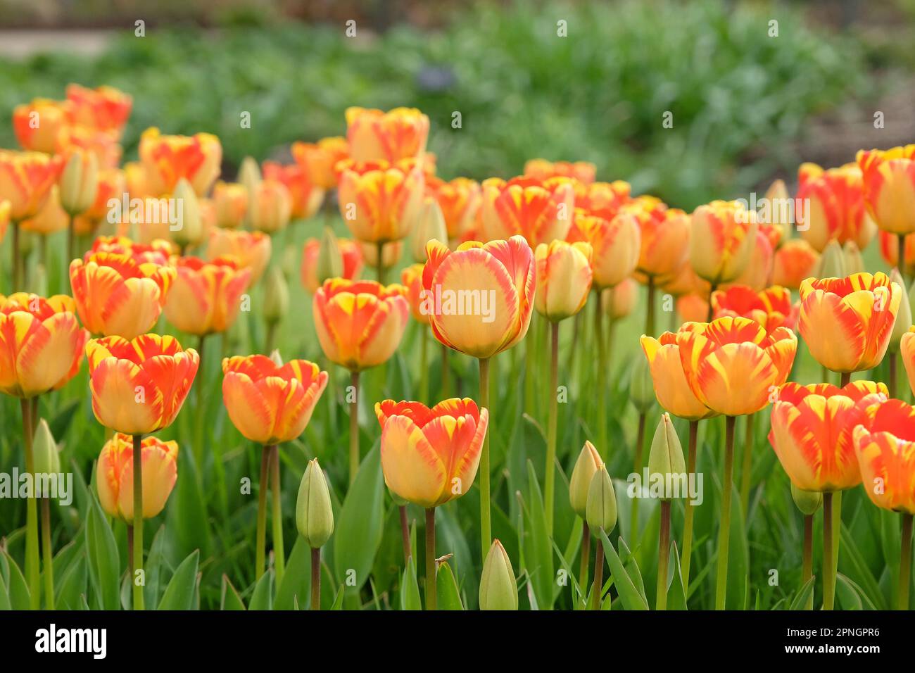 Darwin hybrid Tulip 'Banja Luka' in flower Stock Photo - Alamy
