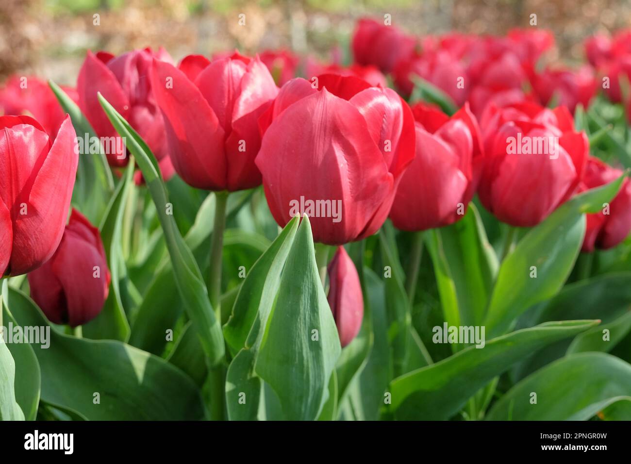 Triumph Tulip 'Pallada' in flower Stock Photo - Alamy