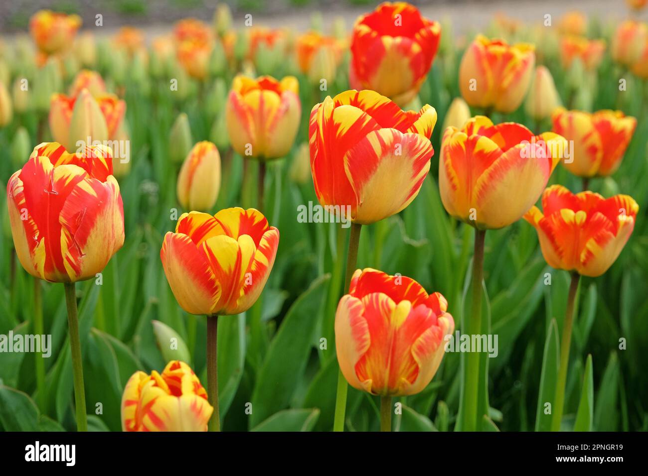 Darwin hybrid Tulip 'Banja Luka' in flower Stock Photo - Alamy