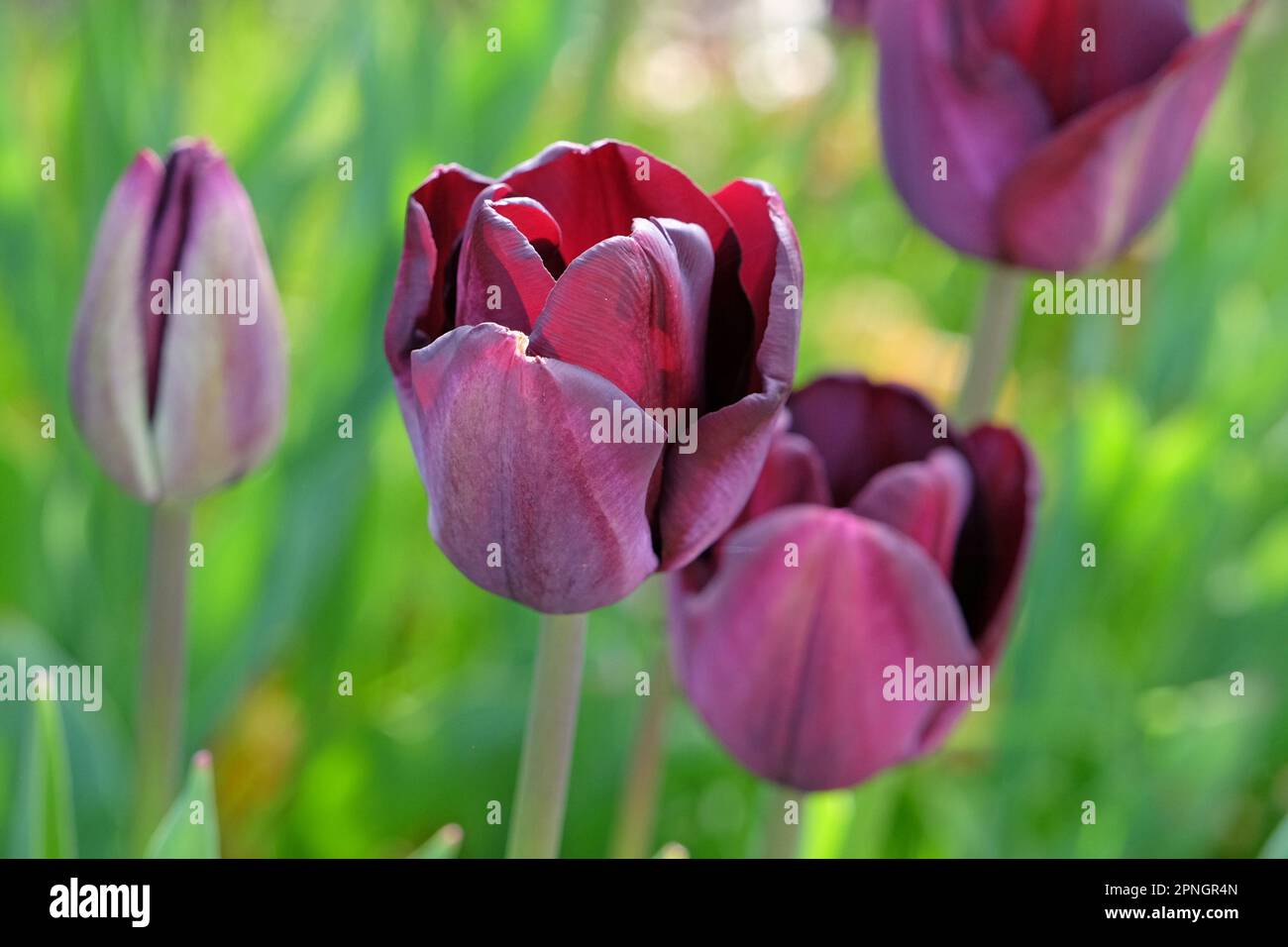 Dark purple triumph tulip hi-res stock photography and images - Alamy