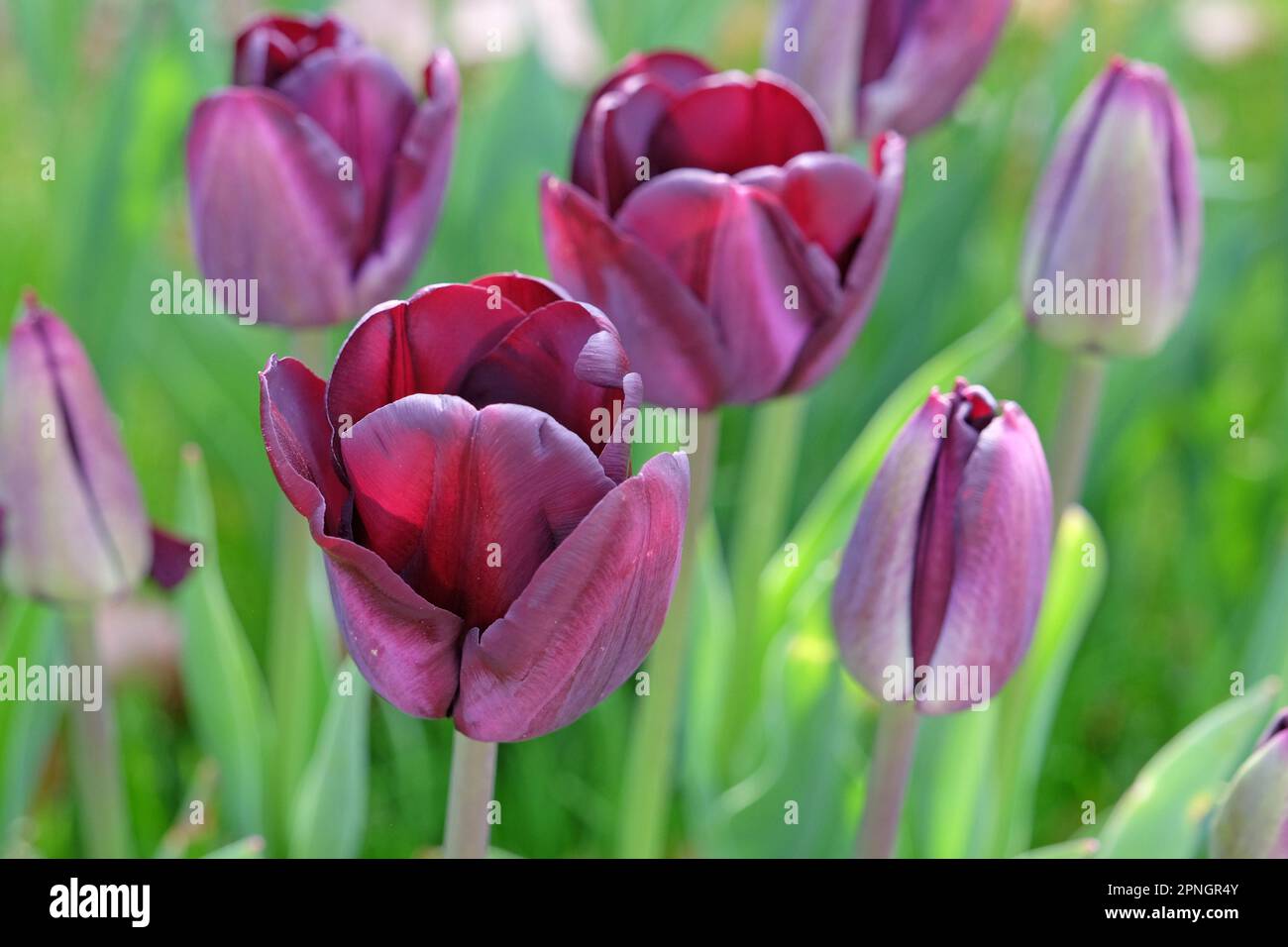 Scherer plant hi-res stock photography and images - Alamy