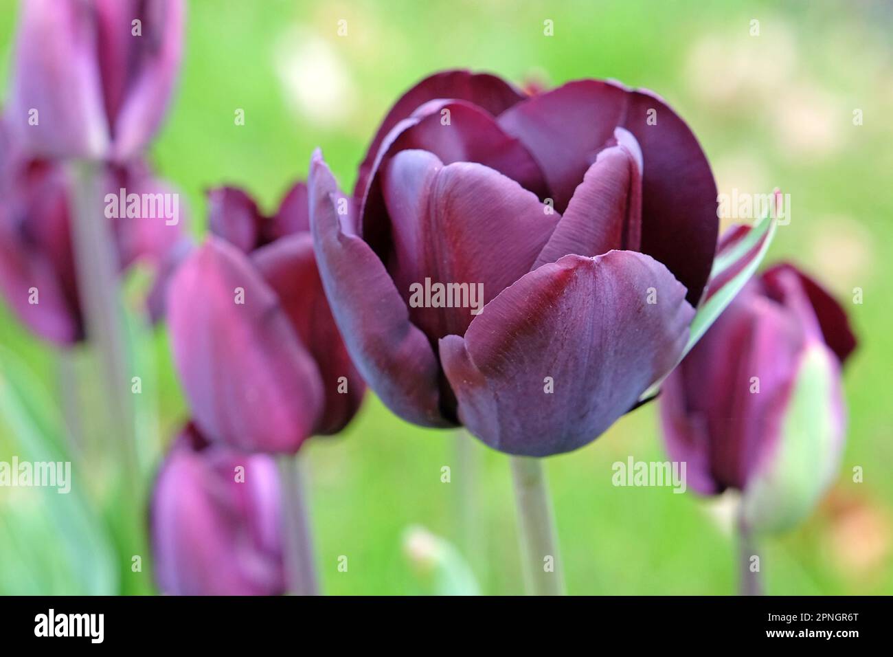 Scherer plant hi-res stock photography and images - Alamy