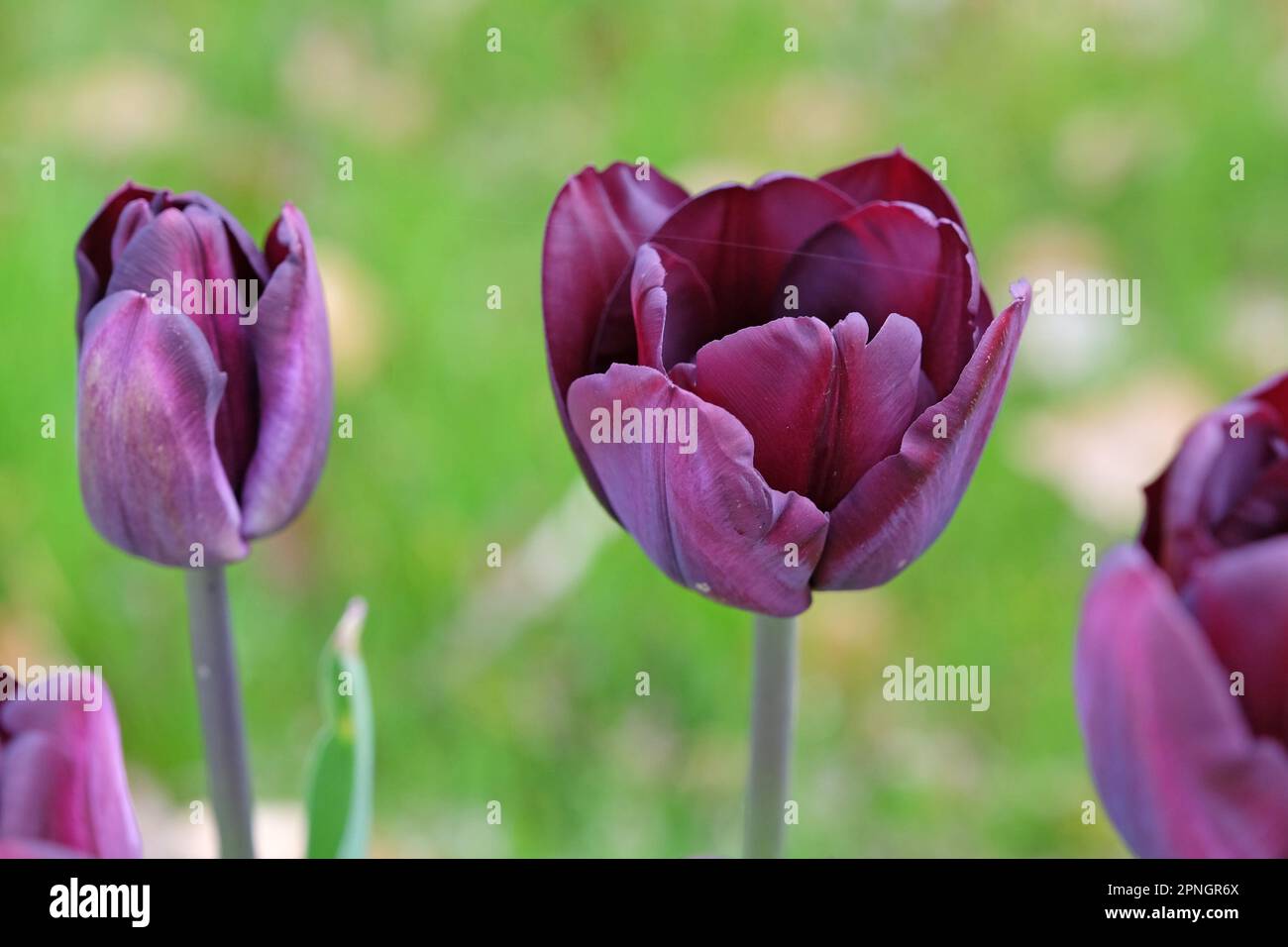 Triumph Tulip 'Paul Scherer' in flower Stock Photo - Alamy