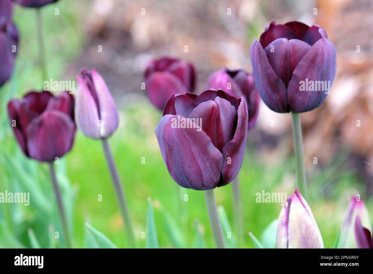 Triumph Tulip 'Paul Scherer' in flower Stock Photo - Alamy
