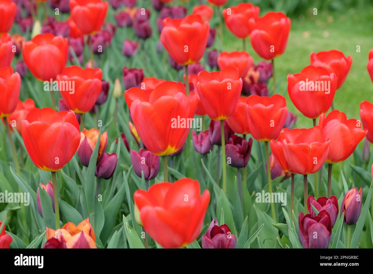 Tulip oxford hi-res stock photography and images - Alamy