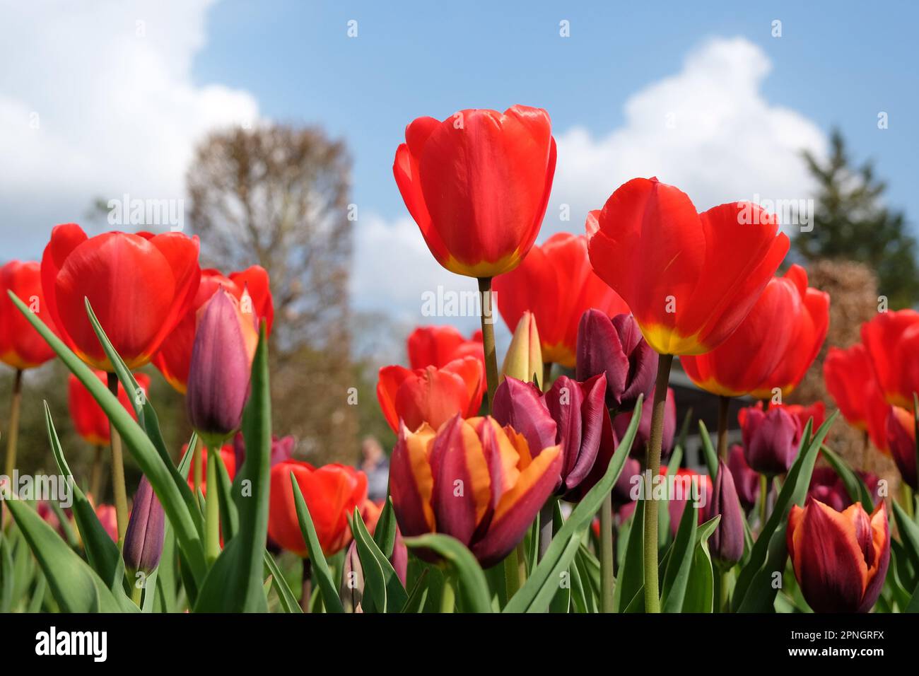 Tulip oxford hi-res stock photography and images - Alamy