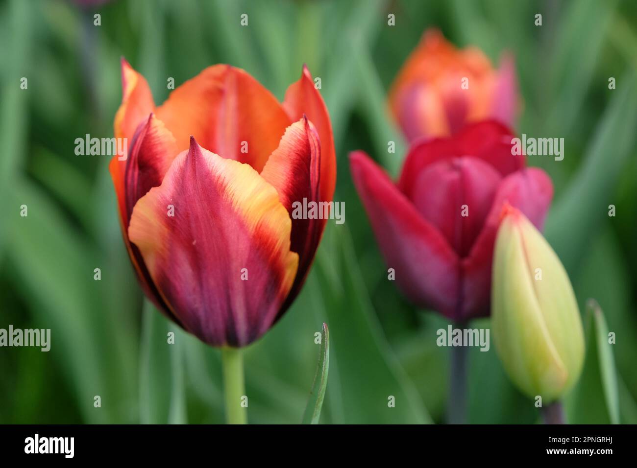 Triumph tulip slawa hi-res stock photography and images - Alamy