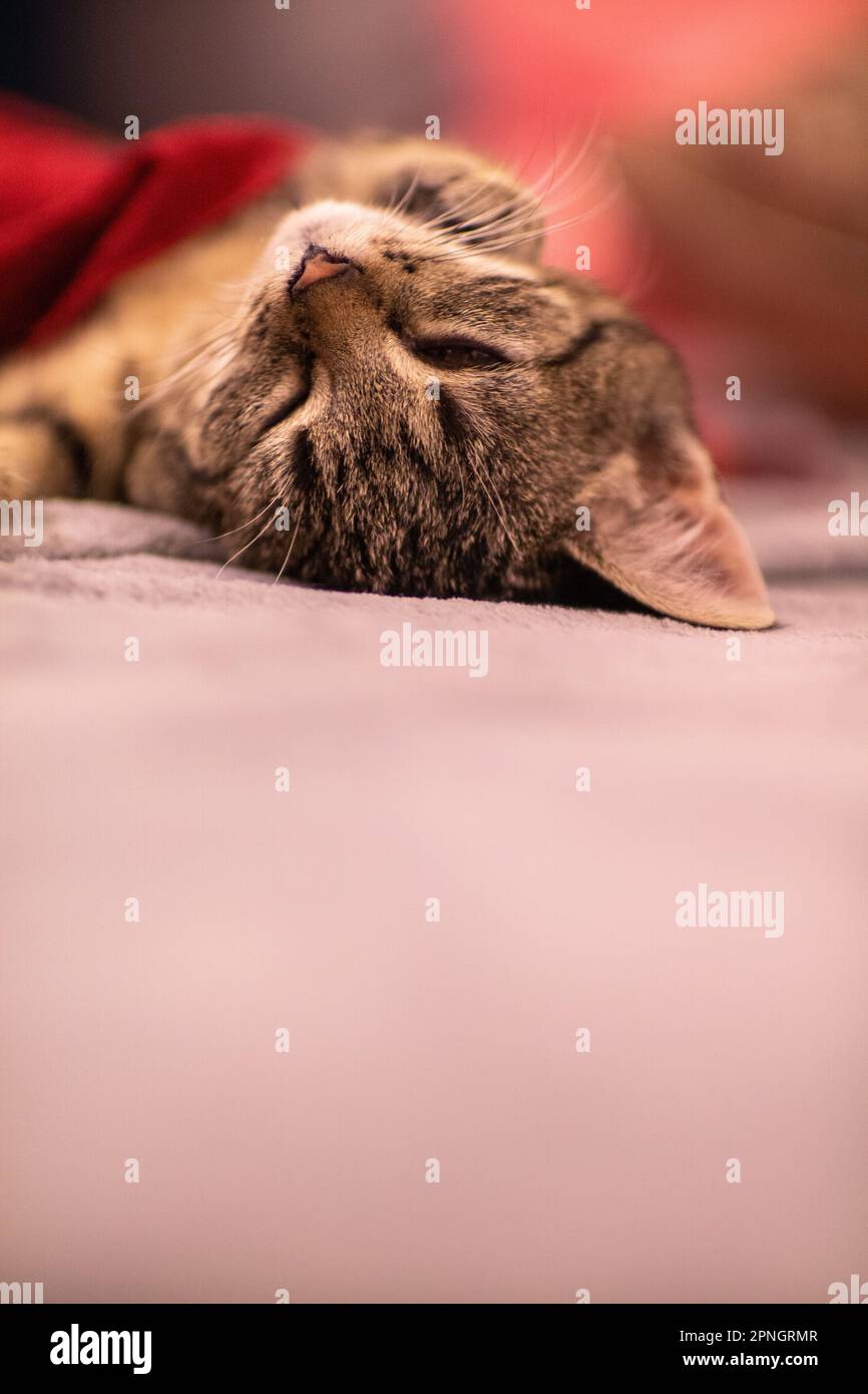Funnypet hi-res stock photography and images - Alamy