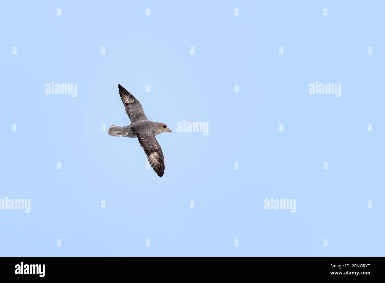 A northern fulmar, Fulmarus glacialis, in flight against a blue sky ...