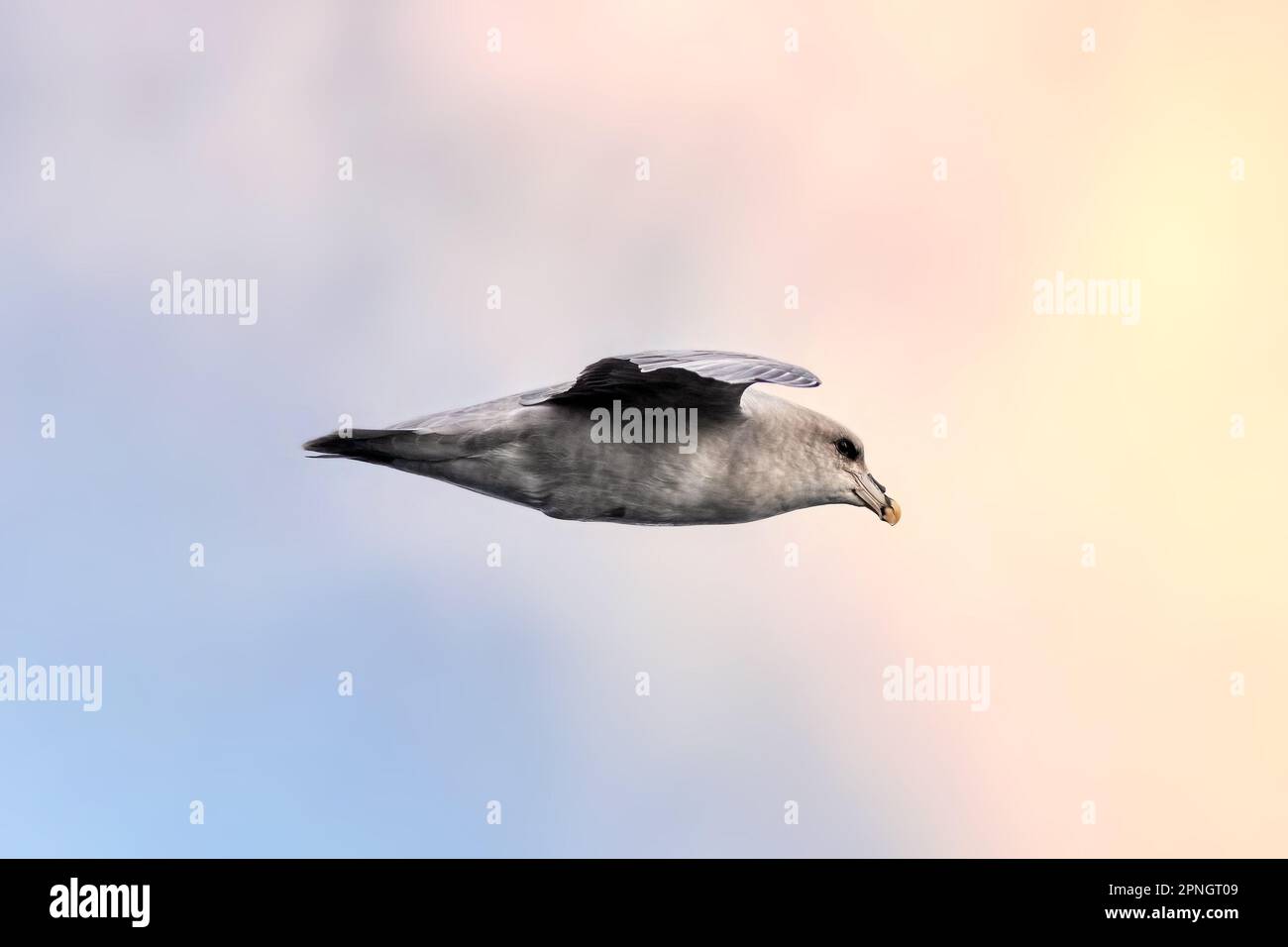 A northern fulmar, Fulmarus glacialis, in flight against a coloulful ...