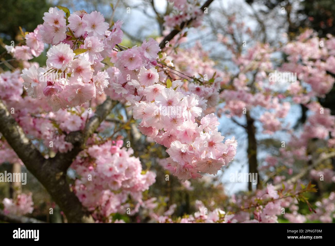 Prunus 'Pink Ballerina' cherry blossom tree in flower Stock Photo - Alamy