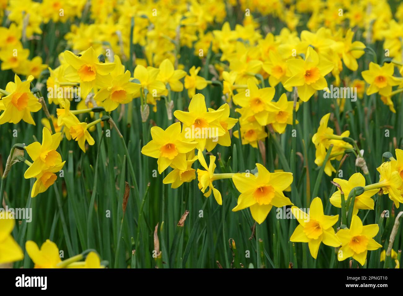 Fragrant yellow orange hi-res stock photography and images - Alamy