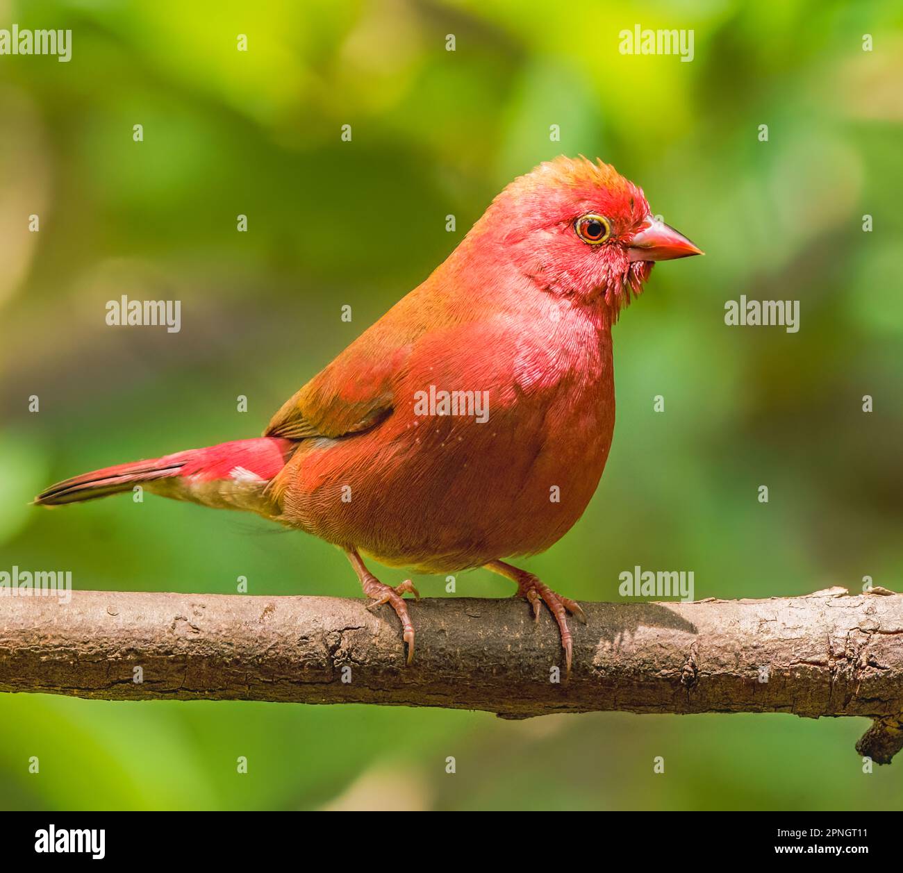 Red bill firefinch hi-res stock photography and images - Alamy