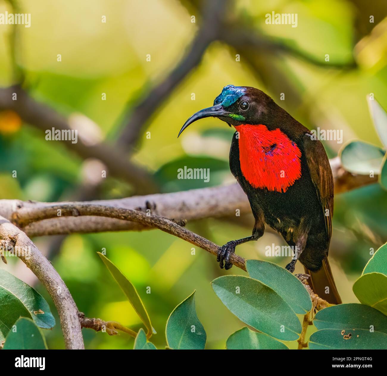 Long downturned beak hi-res stock photography and images - Alamy