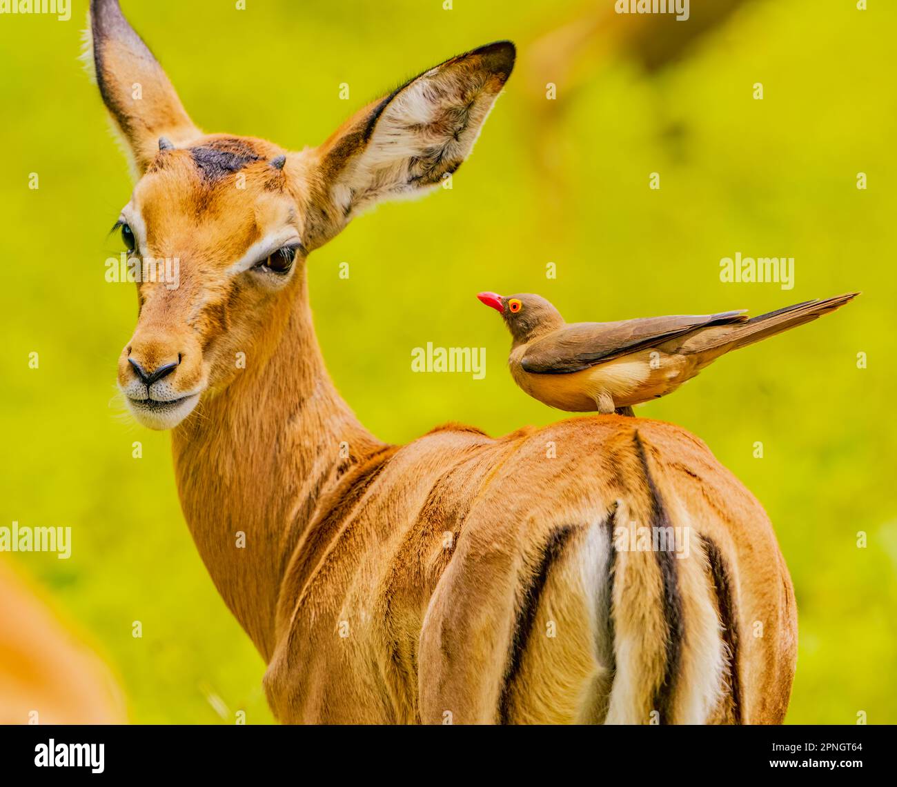 African oxpecker hi-res stock photography and images - Alamy