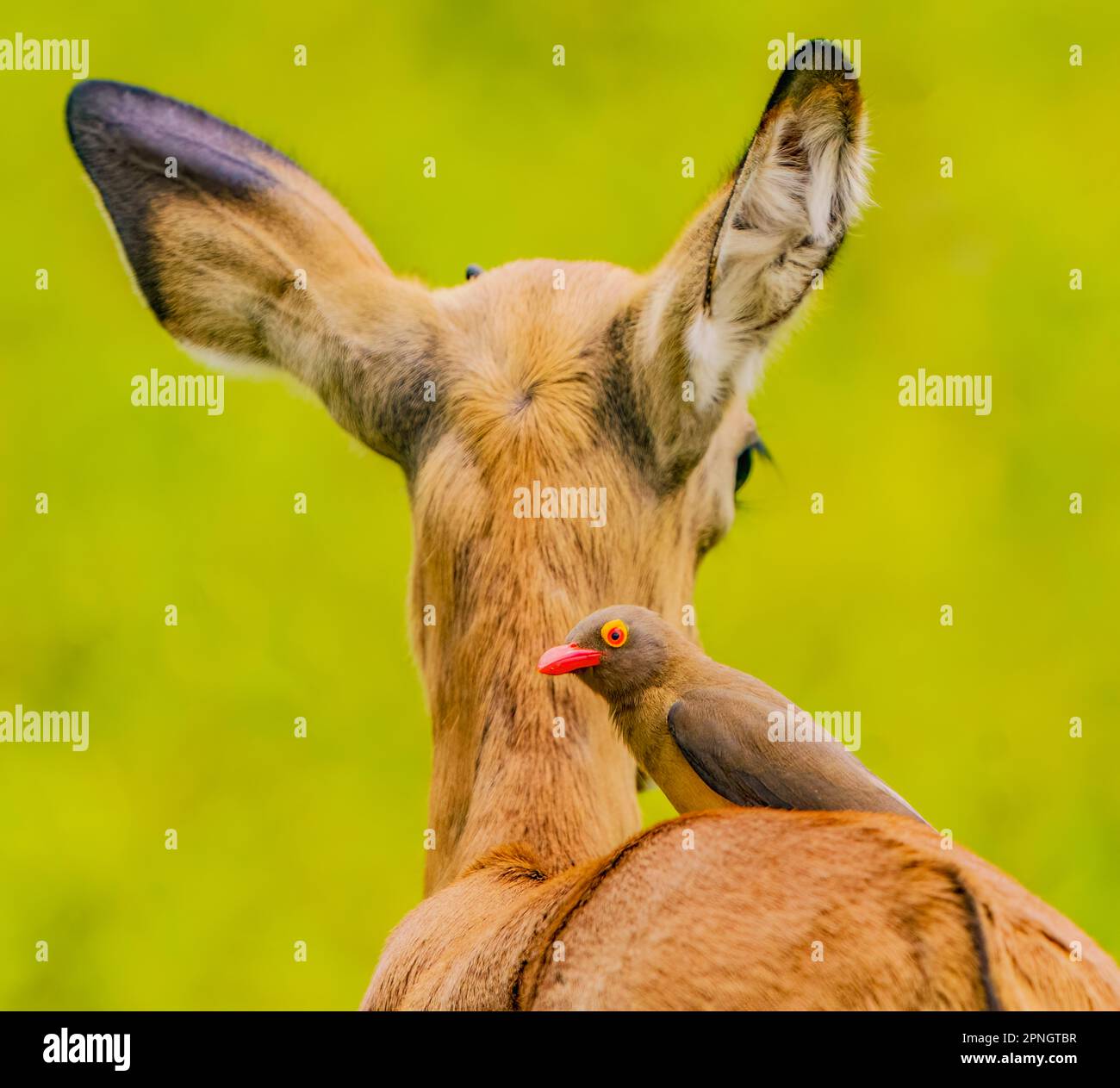 Red billed oxpeckers on an impala hi-res stock photography and images ...
