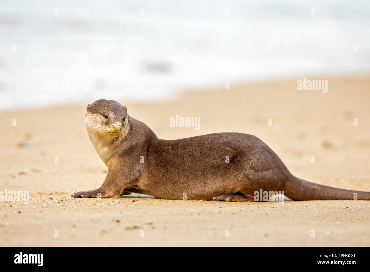 A member of a smooth coated otter family makes a move back to the sea ...