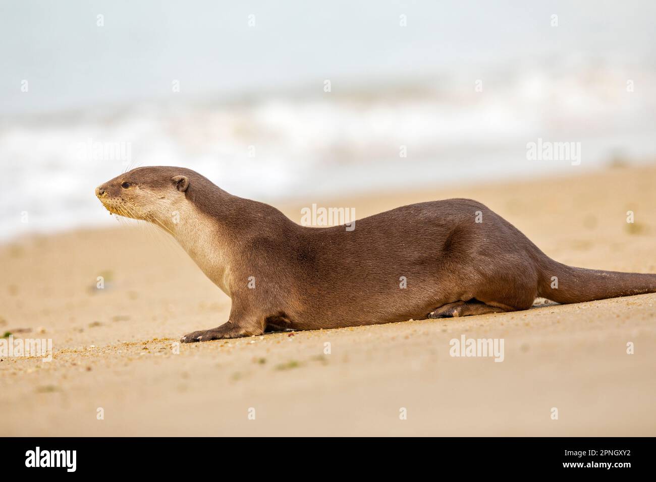 A member of a smooth coated otter family makes a move back to the sea ...