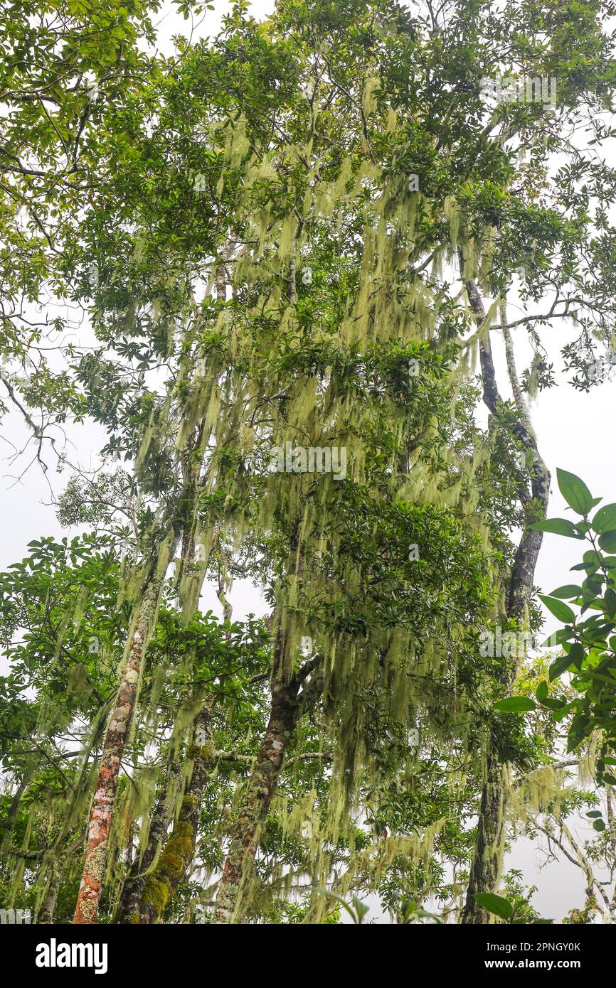 Gigantic tree full of old man's beard flourishing in the valley of the ...
