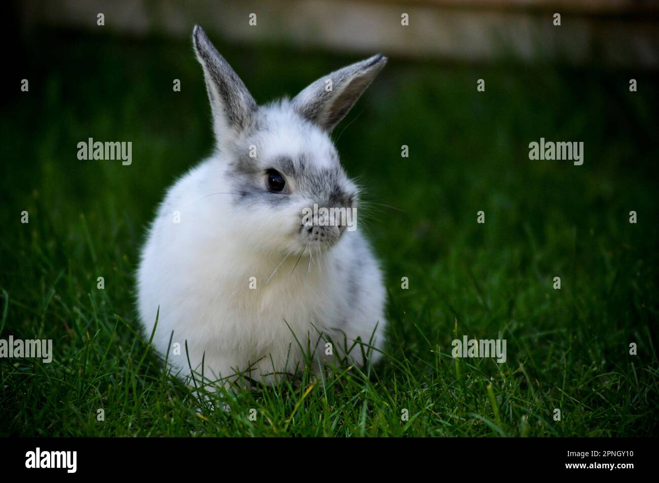 Cute white and grey pet rabbit sitting on grass with copy space ...