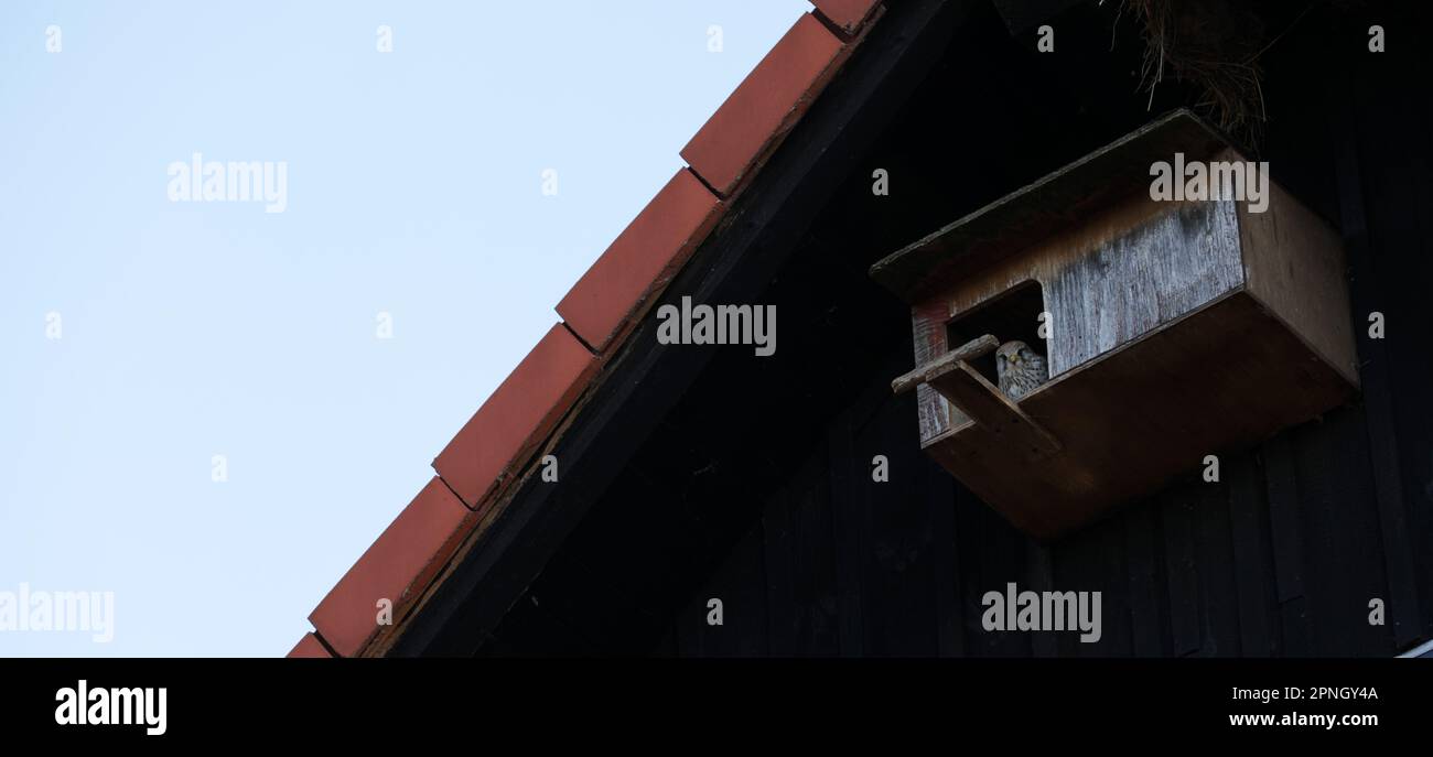 Hawk house hi-res stock photography and images - Alamy