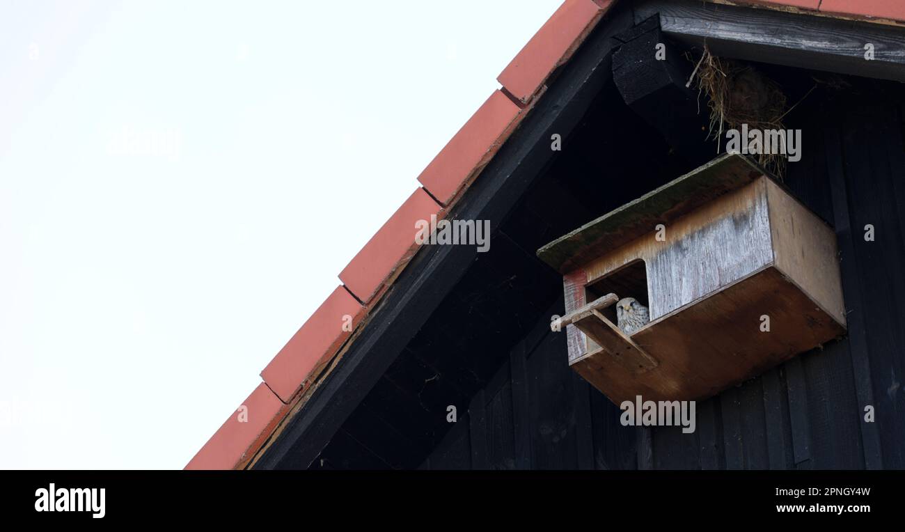Bird hawk in a nest and under a house roof Stock Photo - Alamy