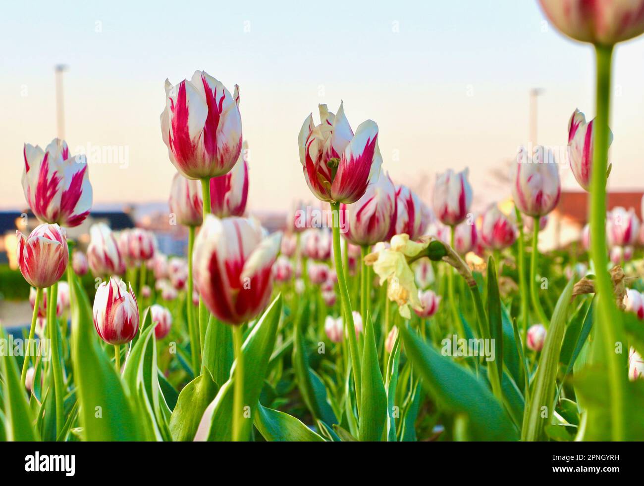 White and pink variegated tulips Carnival de Rio Triumph Tulip Triumph ...