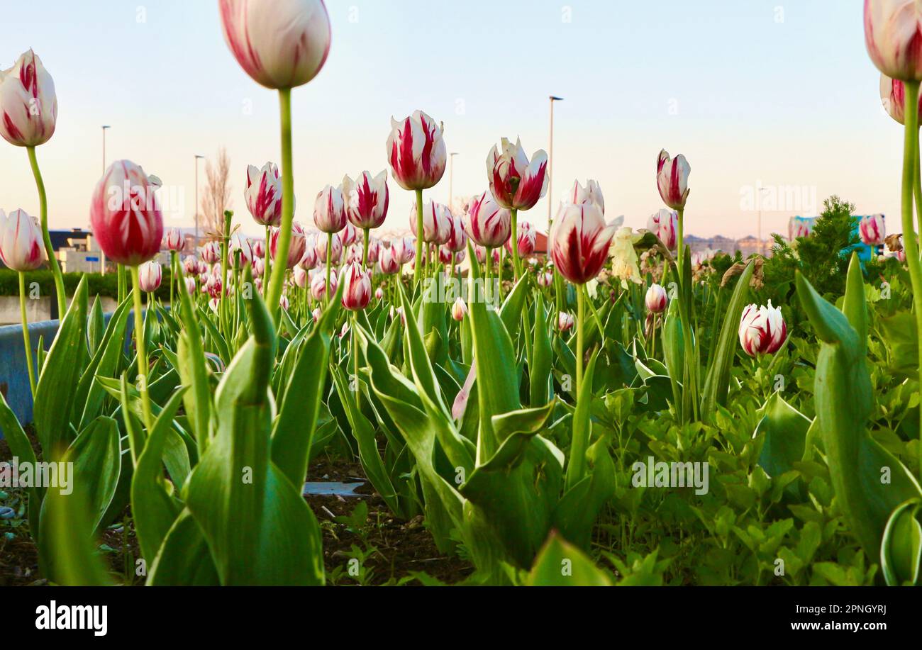 White and pink variegated tulips Carnival de Rio Triumph Tulip Triumph ...