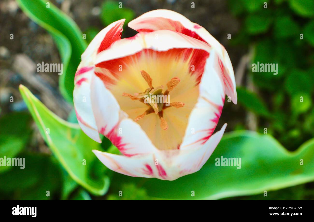 Triumph tulpan hi-res stock photography and images - Alamy