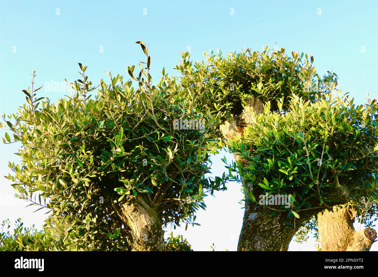 European olive tree Olea europaea with shaped branches in a park in ...