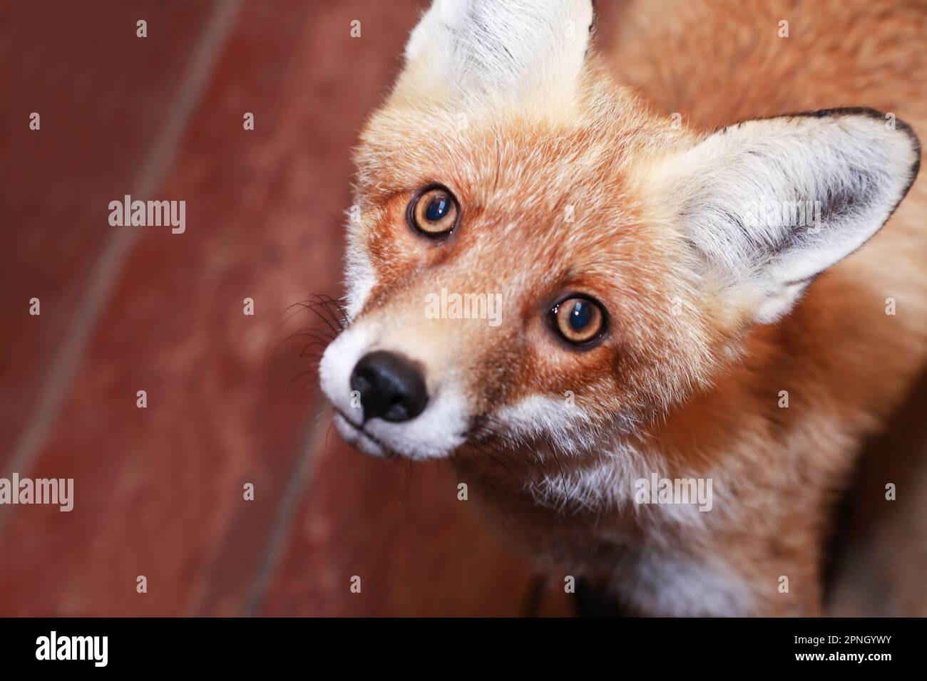 Portrait of a young beautiful fox with sad eyes Stock Photo - Alamy