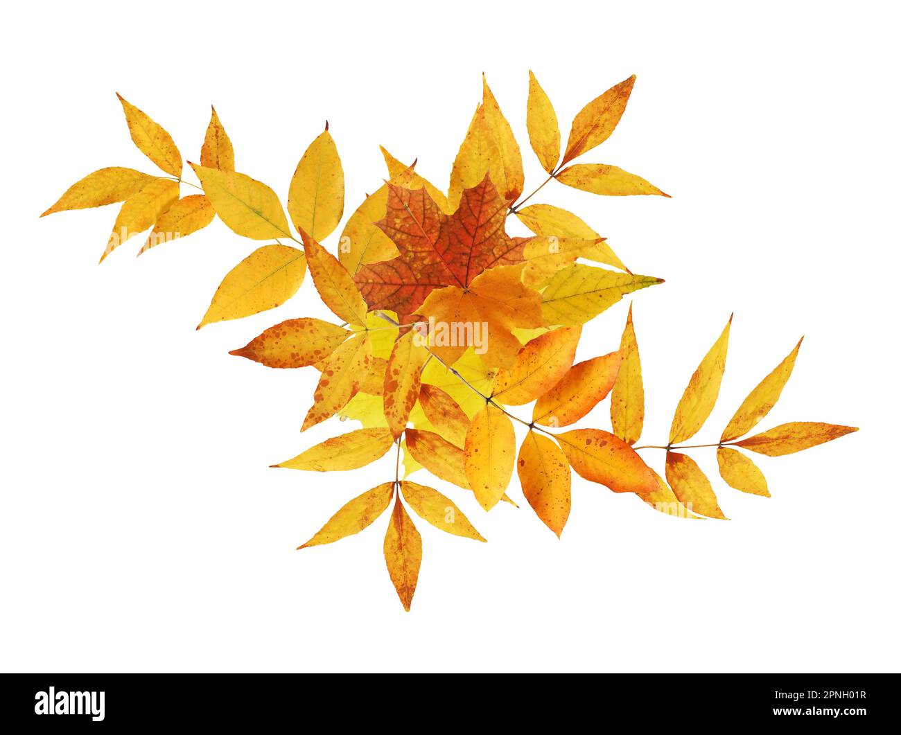 Nice border made from set of autumn leaves on white background Stock ...
