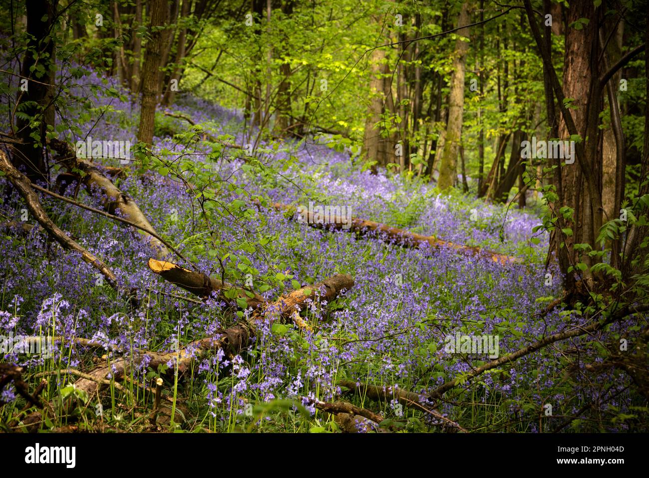 Bluebell woods - forest floor covered in springtime bluebells Stock ...
