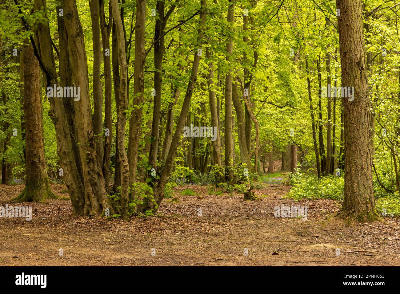 Hartshill Hayes Country Park in springtime - a walk through the ...