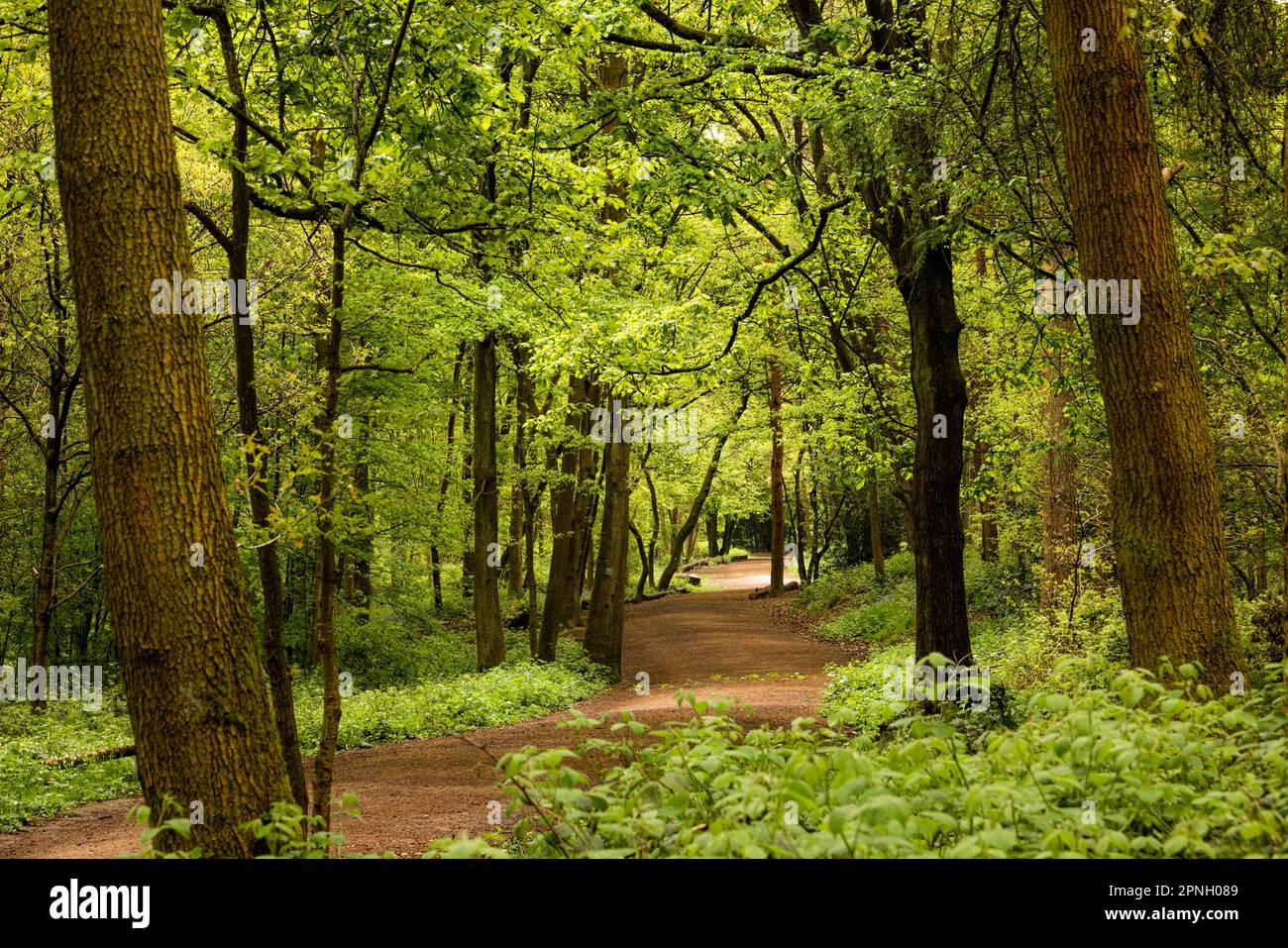 Hartshill Hayes Country Park in springtime - a walk through the ...
