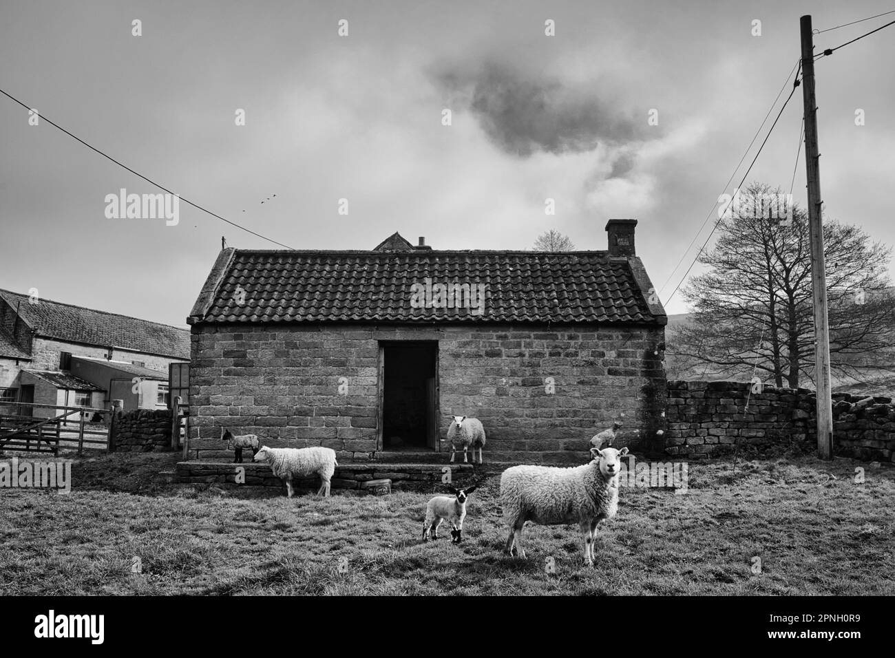 Barn sheep footpath hi-res stock photography and images - Alamy